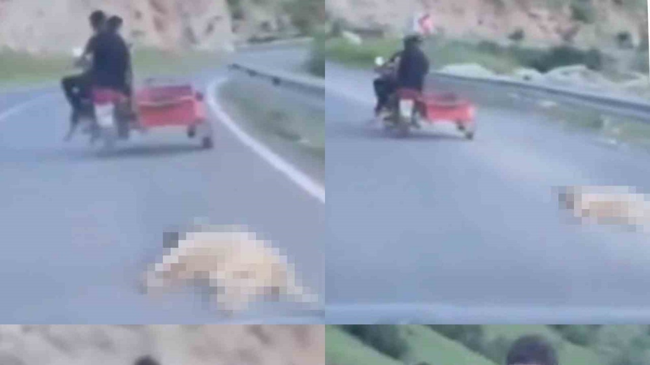 Telef olan köpeği sürükleyen şahsa 50 bin TL ceza - Sakarya Son Dakika ...